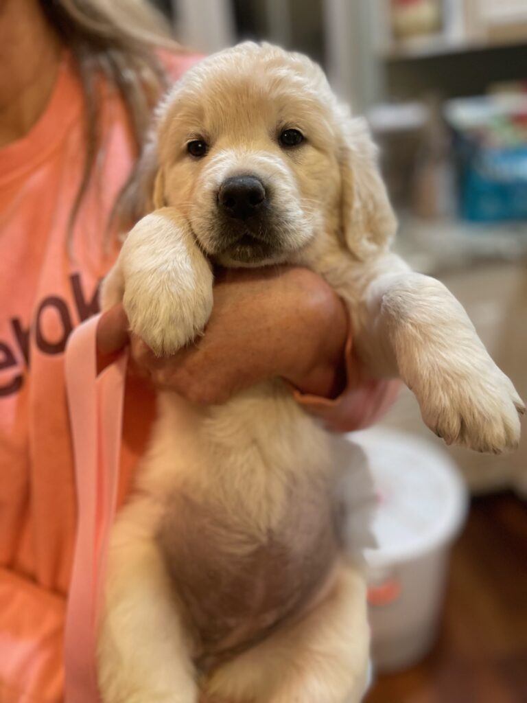 Available Puppies - Tanji River Goldens