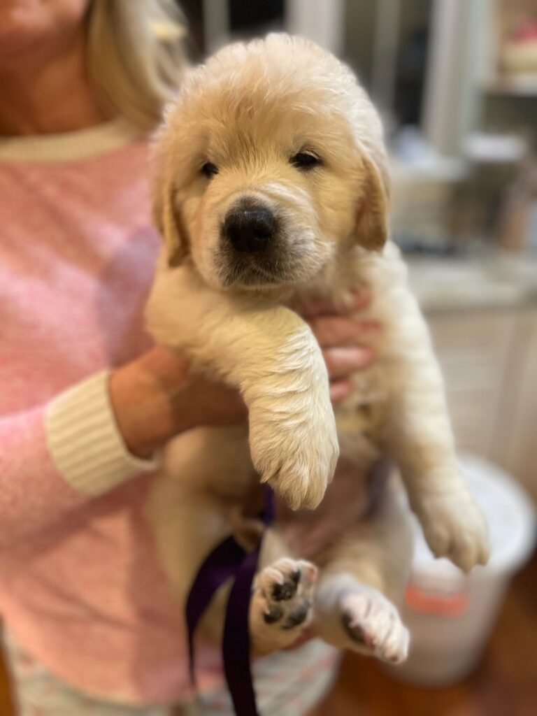 Available Puppies - Tanji River Goldens