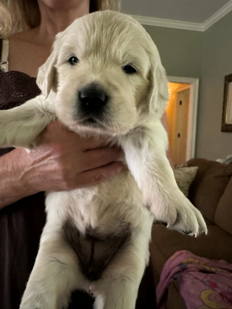 Available Puppies - Tanji River Goldens